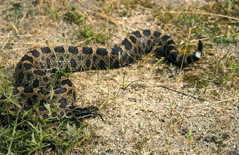 Massasauga Rattlesnake, Michigan's #1 Venomous Viper - Michigan4You