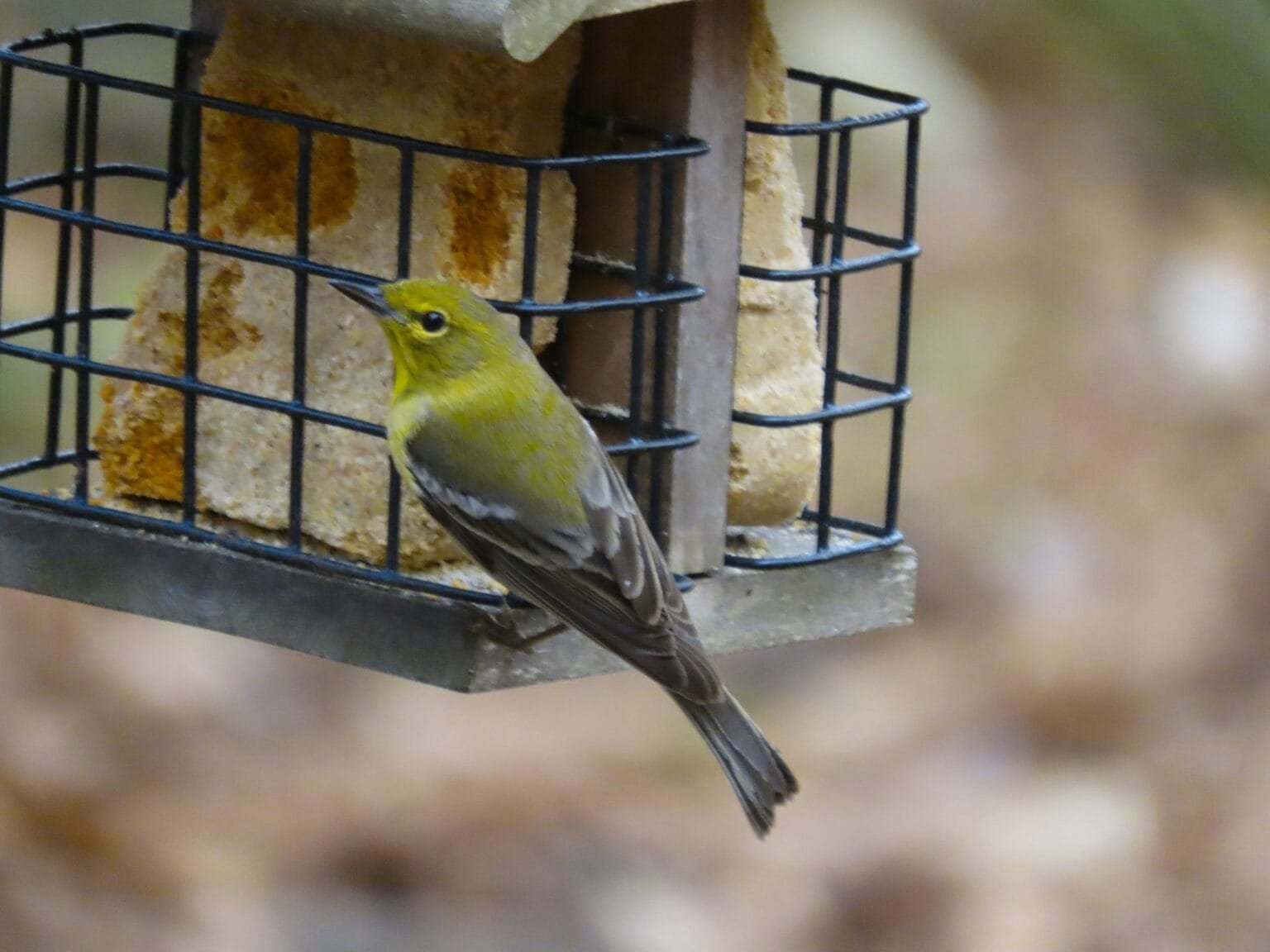 Identifying Small Birds in Michigan: A Guide 9 Of The Most Common and ...