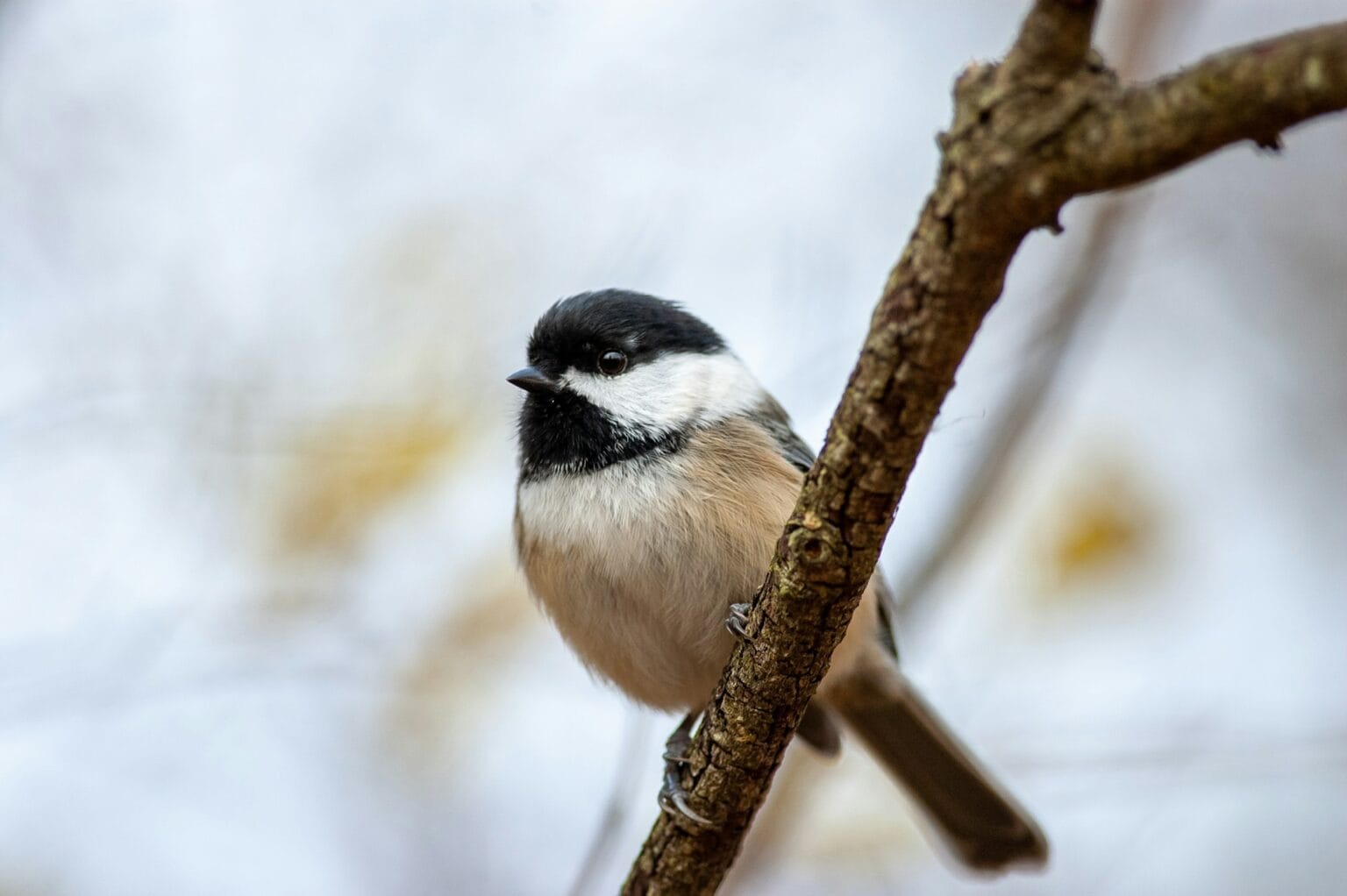 Identifying Small Birds in Michigan: A Guide 9 Of The Most Common and ...